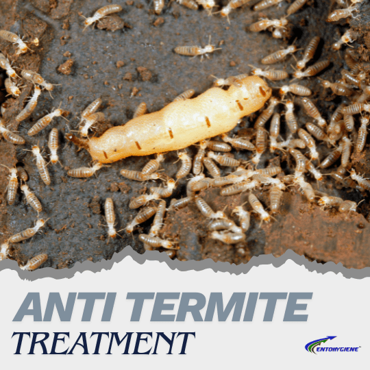 Anti Termite Treatment | Entohygiene Services